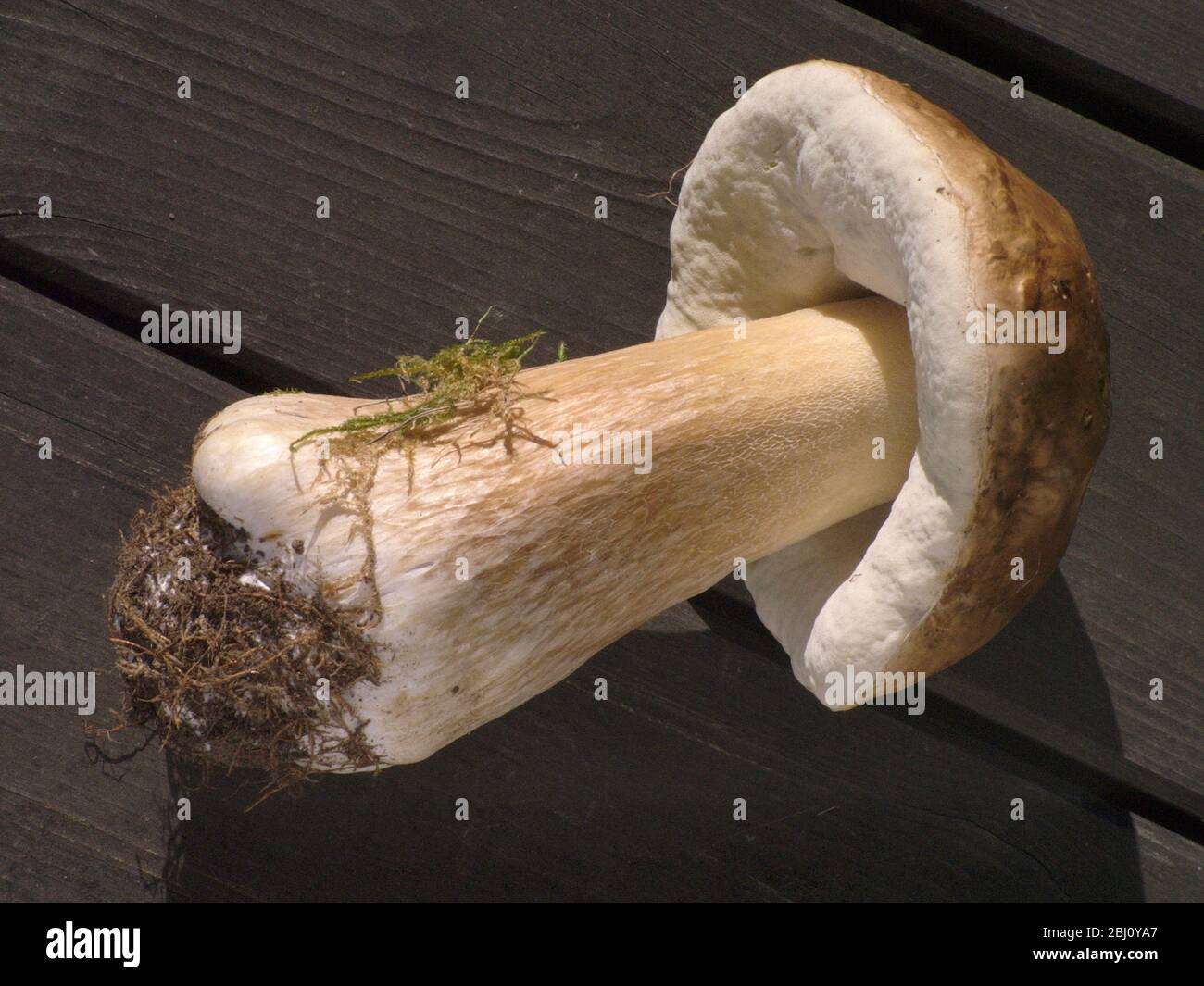 Beautiful specimen of a cep (Boletus edulis), picked in southern Sweden ...