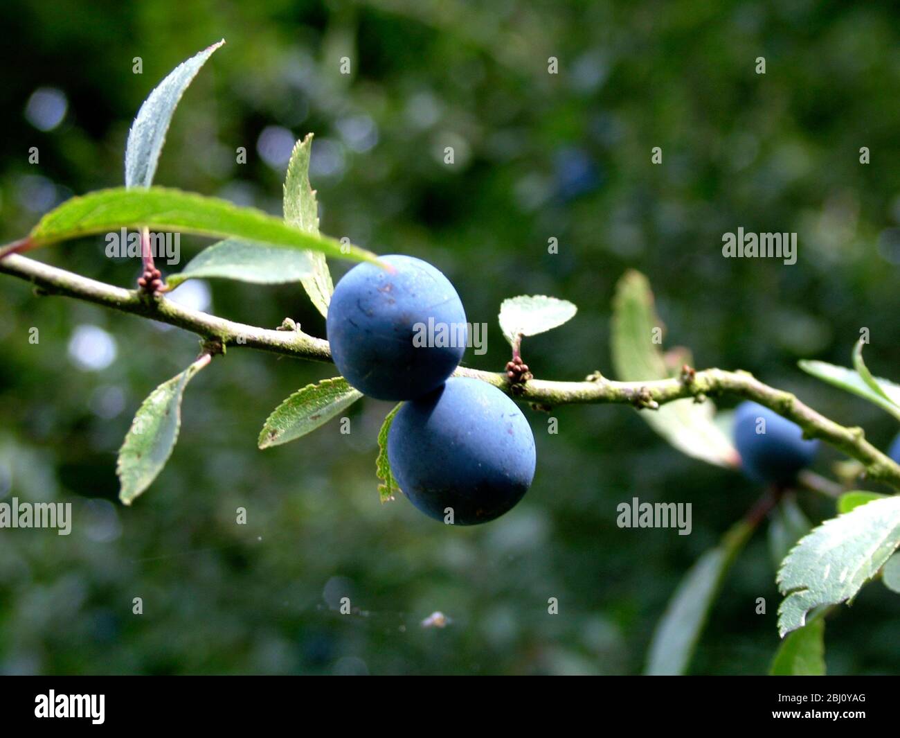 Sloes in the hedgerows and fields ready to be picked to make ...