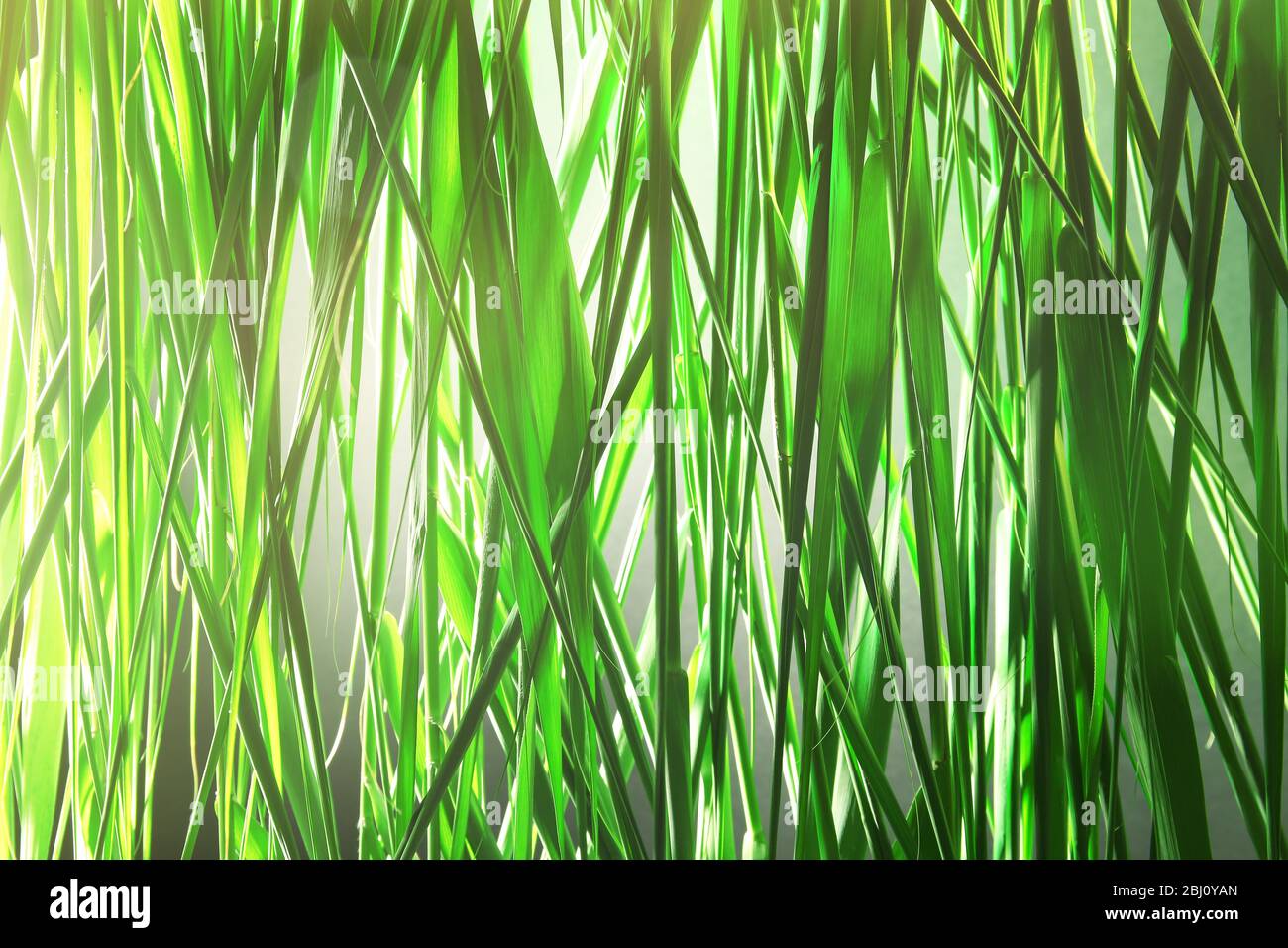 Green reeds background Stock Photo - Alamy
