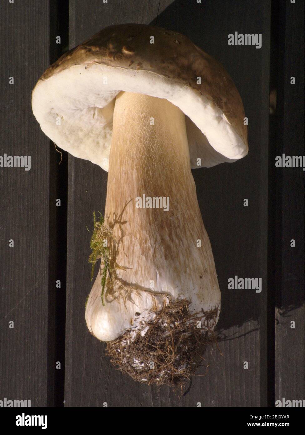 Beautiful specimen of a cep (Boletus edulis), picked in southern Sweden ...