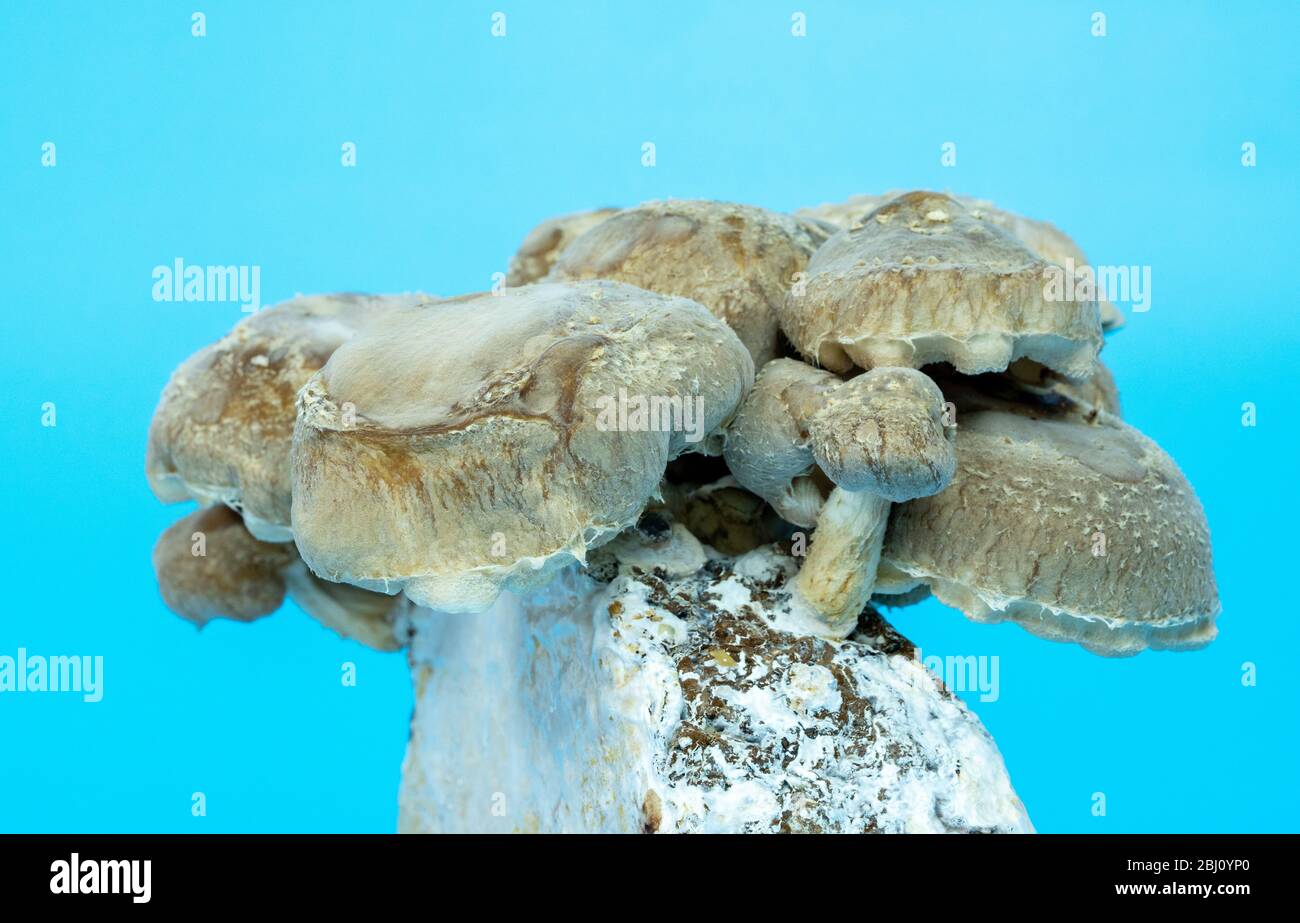 Shiitake Mushrooms on mycelium block. It is considered a medicinal ...