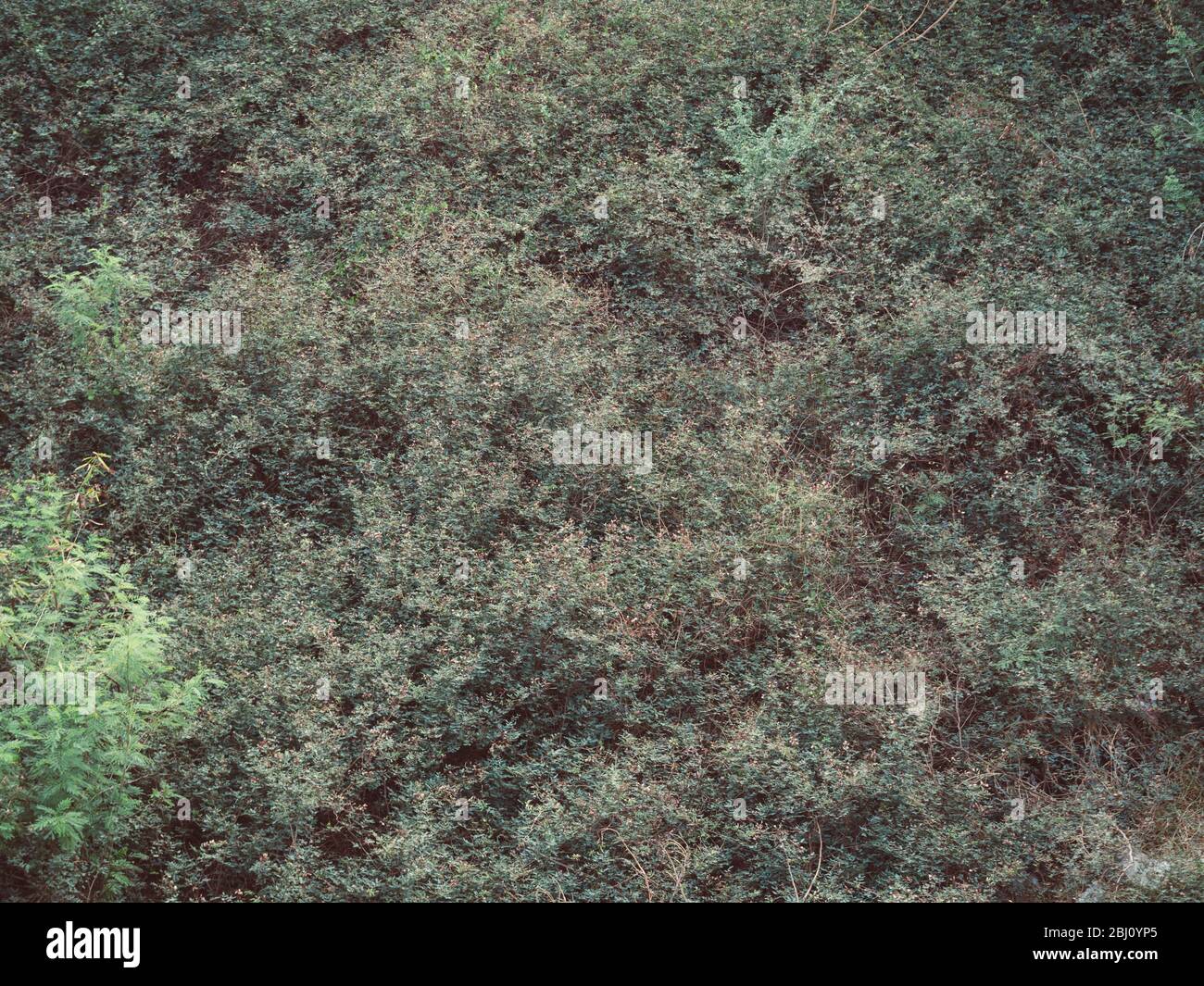 Bush in a high angle, Nature background Stock Photo - Alamy