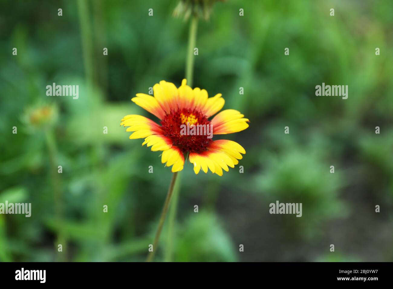 Beautiful flower growing in garden Stock Photo - Alamy