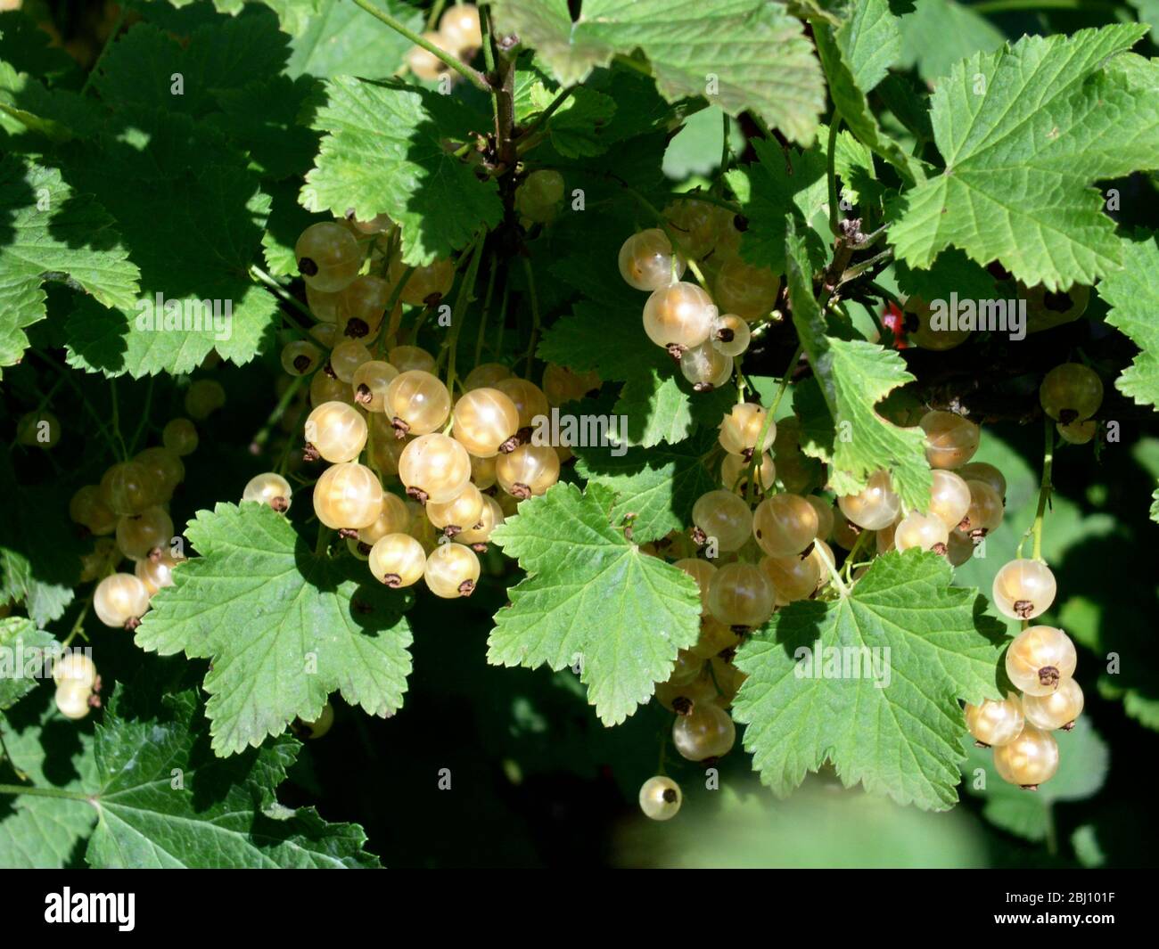 White profusion hi-res stock photography and images - Alamy