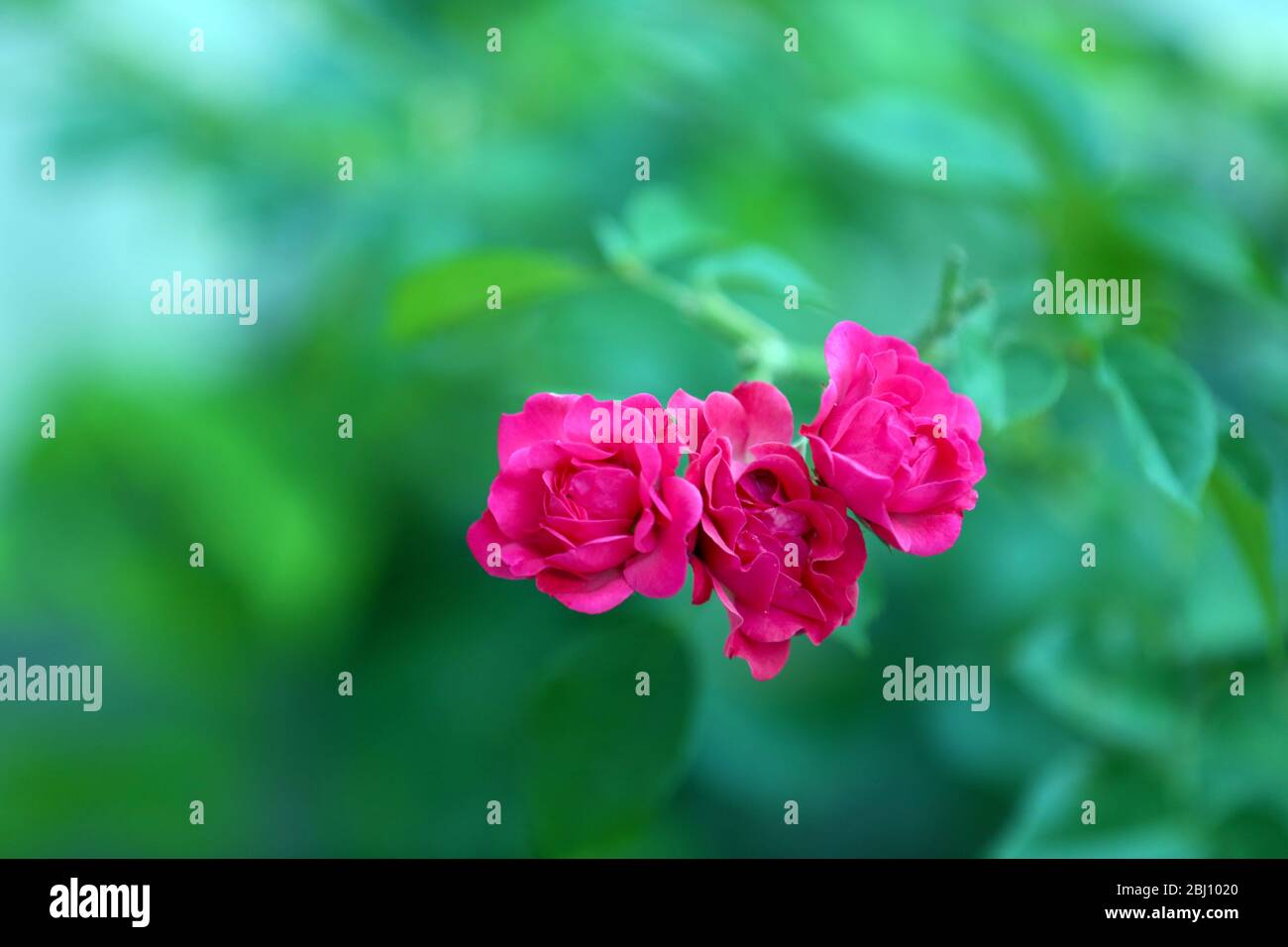 Beautiful roses growing in garden hi-res stock photography and images ...