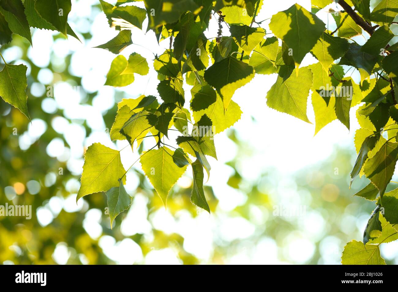 Beautiful tree leaves outdoors Stock Photo - Alamy