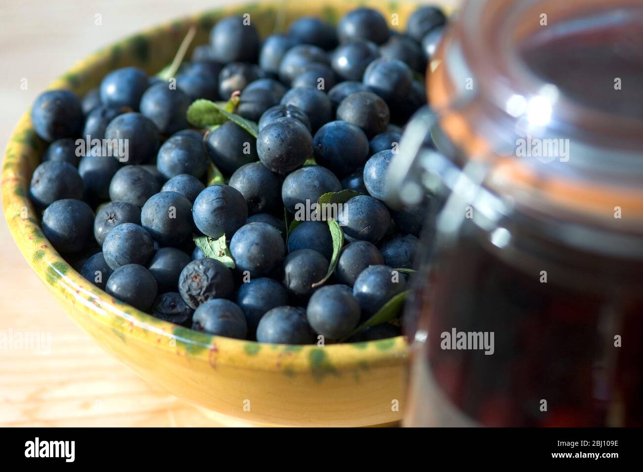 Pottery bowl of freshly picked sloes for making sloe gin - Sloe is the ...