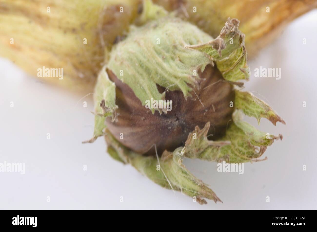 Wild cobnuts hi-res stock photography and images - Alamy
