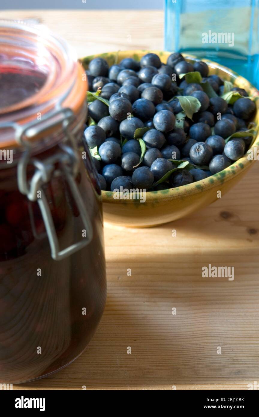 Sloes fruit blackthorn tree hi-res stock photography and images - Alamy