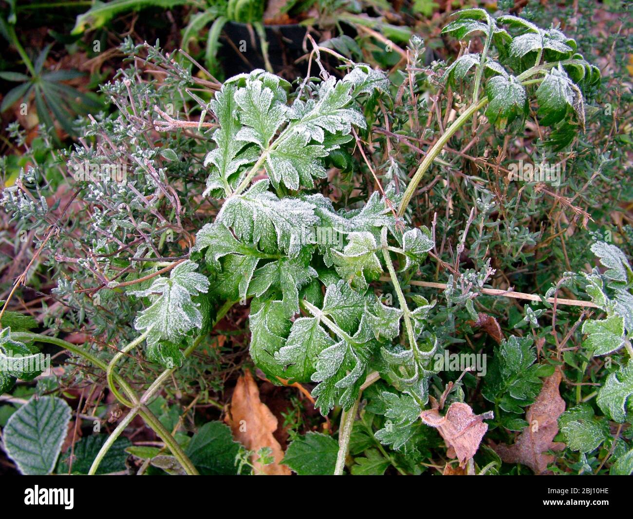 Frozen ground in January with autumn leaves and spring shoots. Kent ...