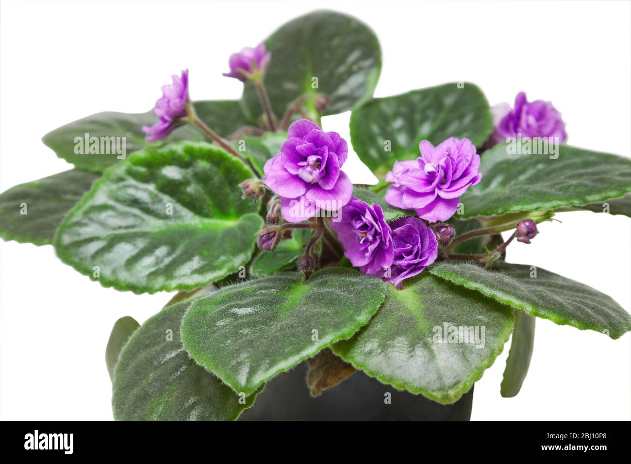 Indoor violets on a white background Stock Photo - Alamy