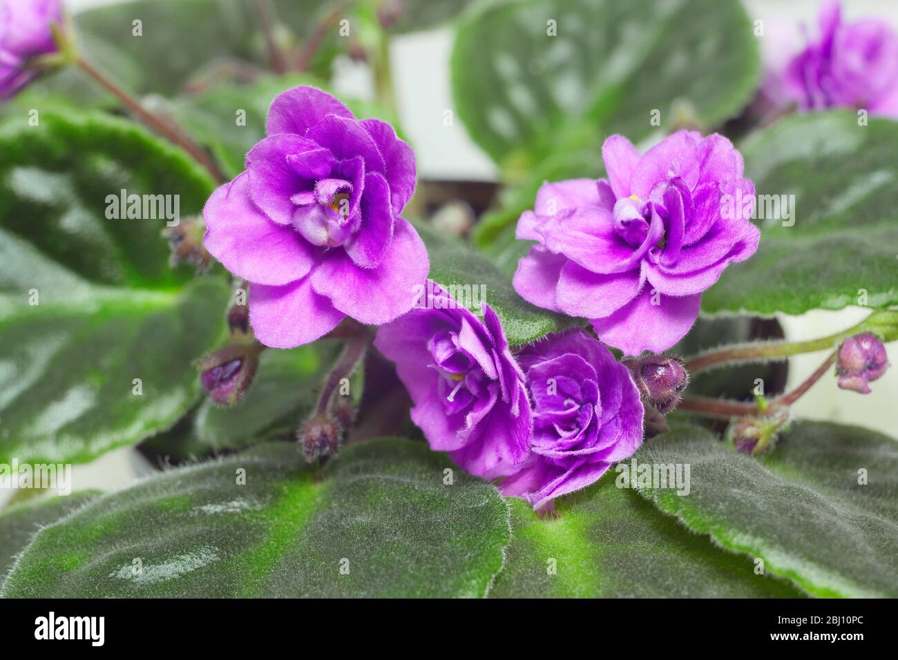 Indoor violets on a white background Stock Photo - Alamy