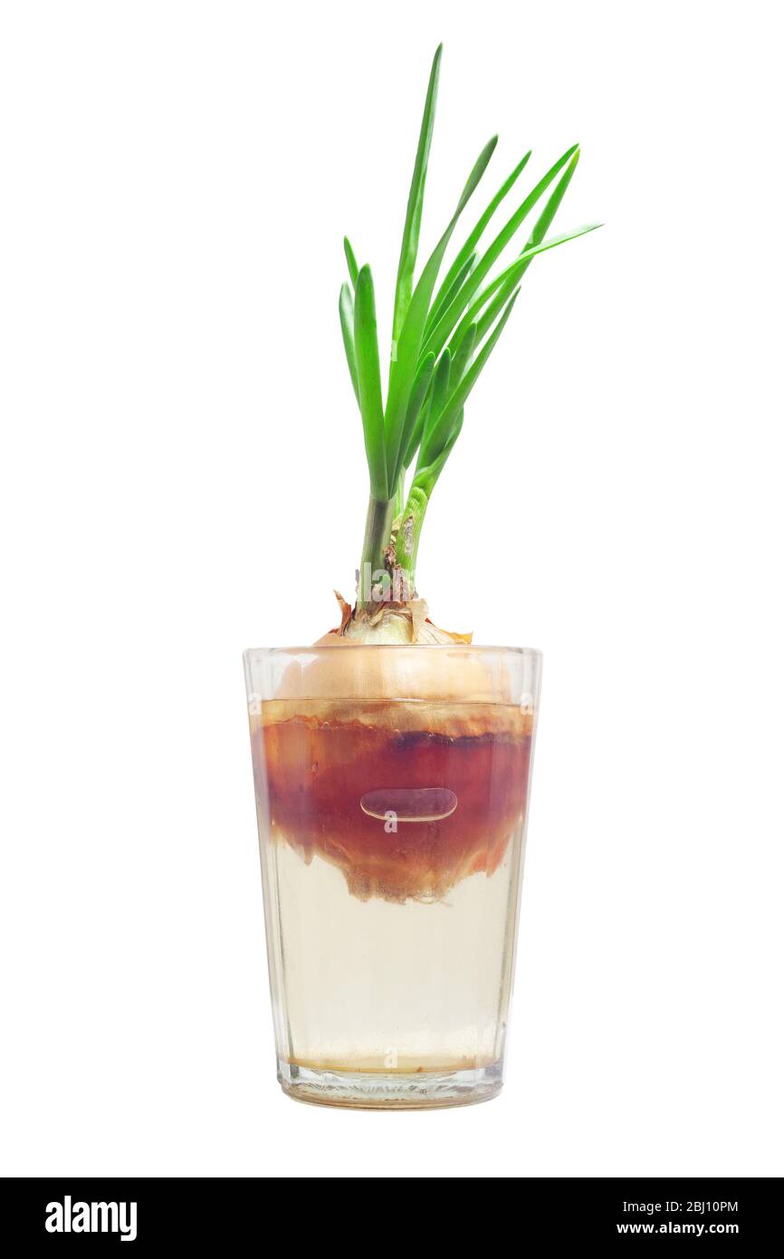 Onion in a glass isolated on a white background Stock Photo - Alamy