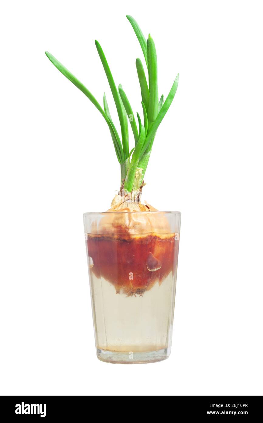 Onion in a glass isolated on a white background Stock Photo - Alamy