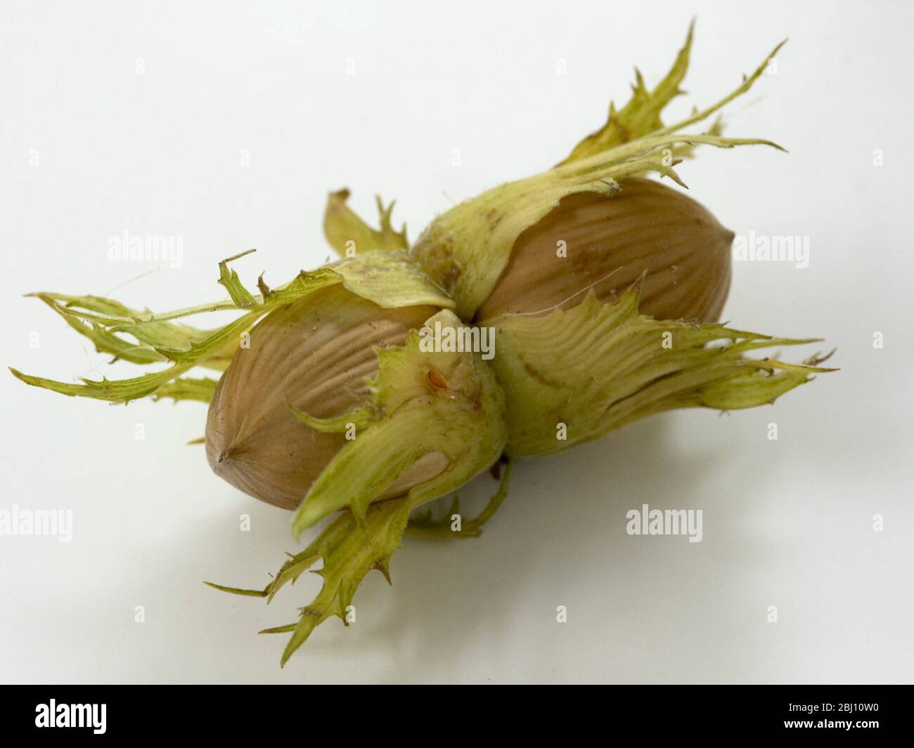 Cluster of four cobnuts on white background Stock Photo - Alamy
