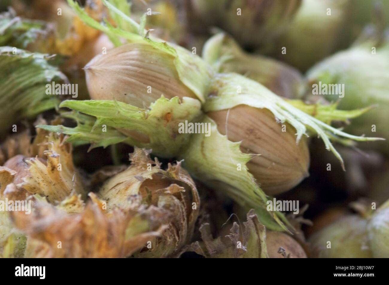 Kentish cobnut hi-res stock photography and images - Alamy