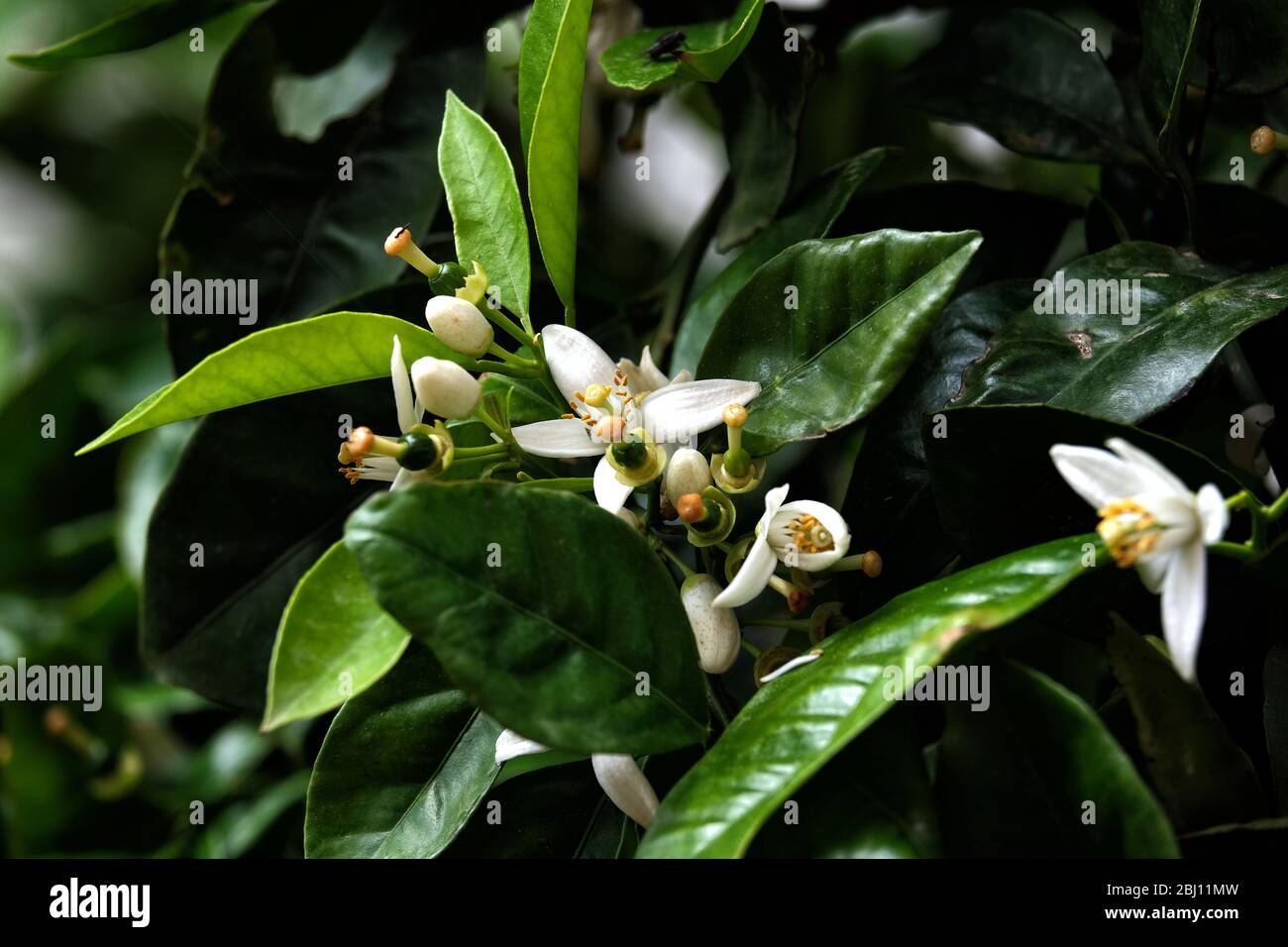 Bitter orange blossom hi-res stock photography and images - Alamy