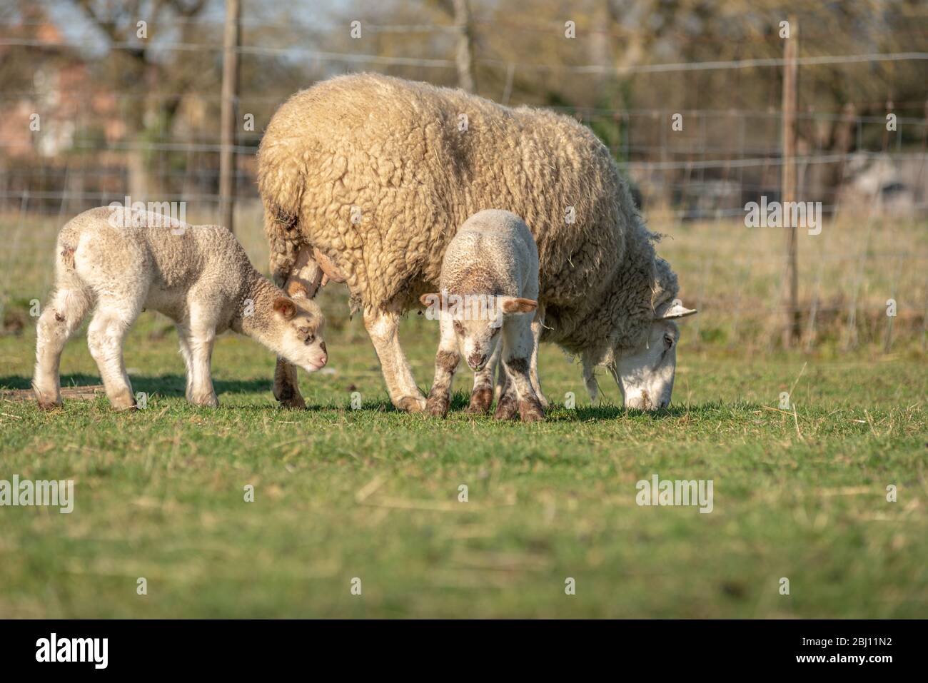 Ewe with her lambs in a meadow during spring Stock Photo - Alamy