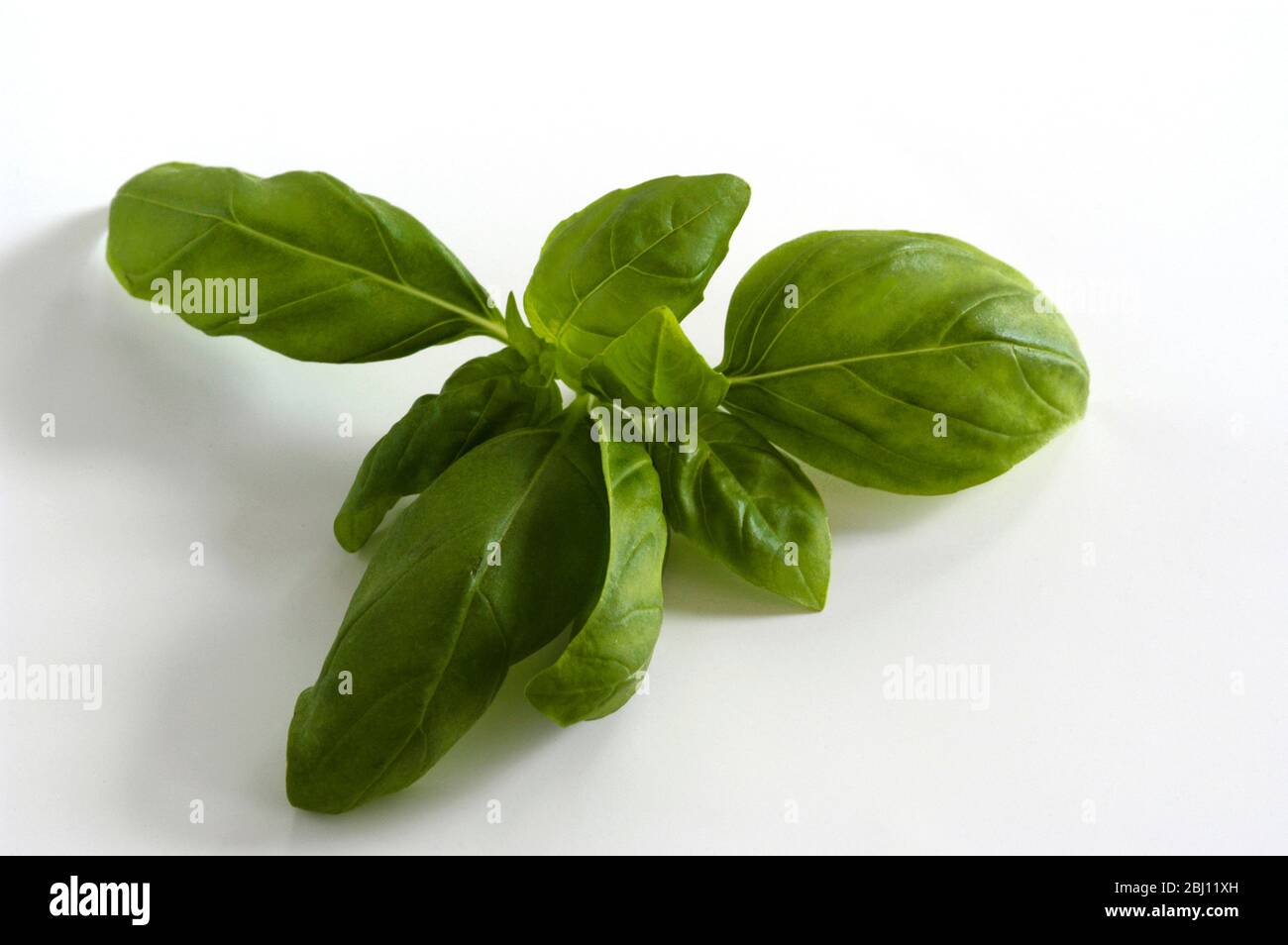 Basil sprig hi-res stock photography and images - Alamy