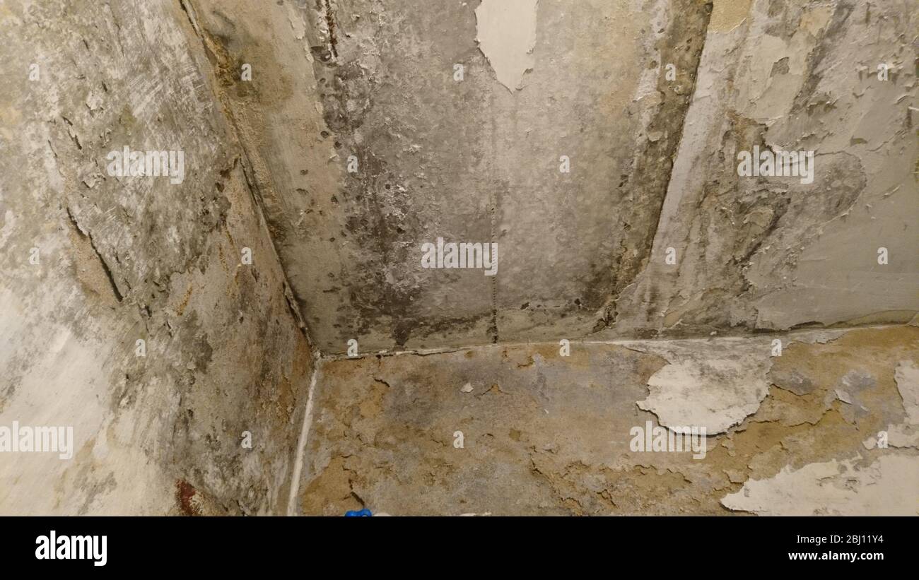 Old plaster covered with moss and mold falling off the red brick wall ...