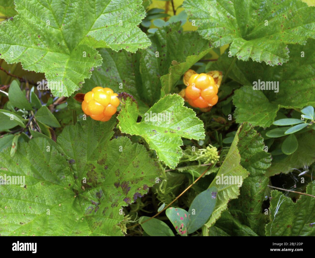 Chamaemorus High Resolution Stock Photography and Images - Alamy
