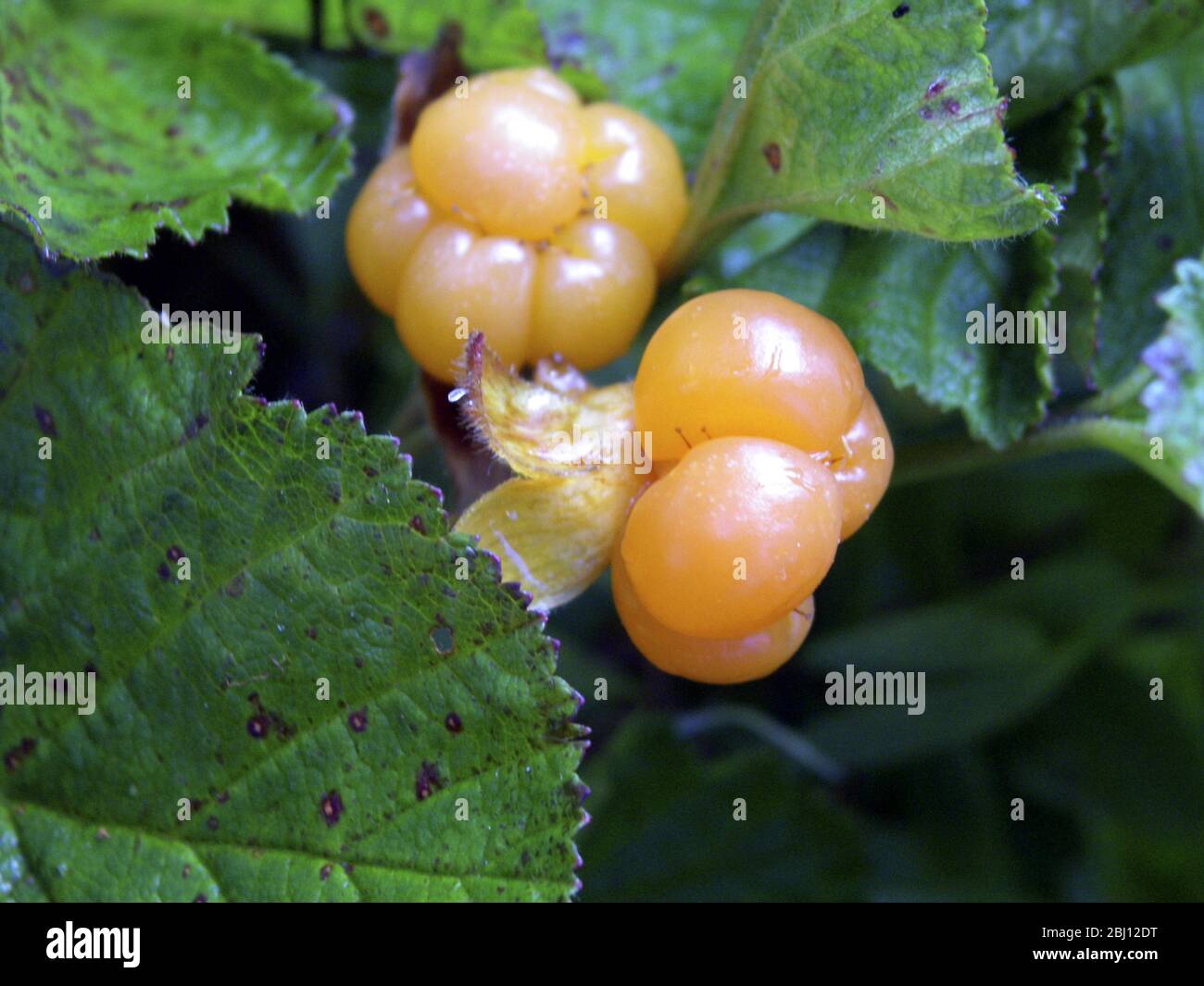 Chamaemorus High Resolution Stock Photography and Images - Alamy