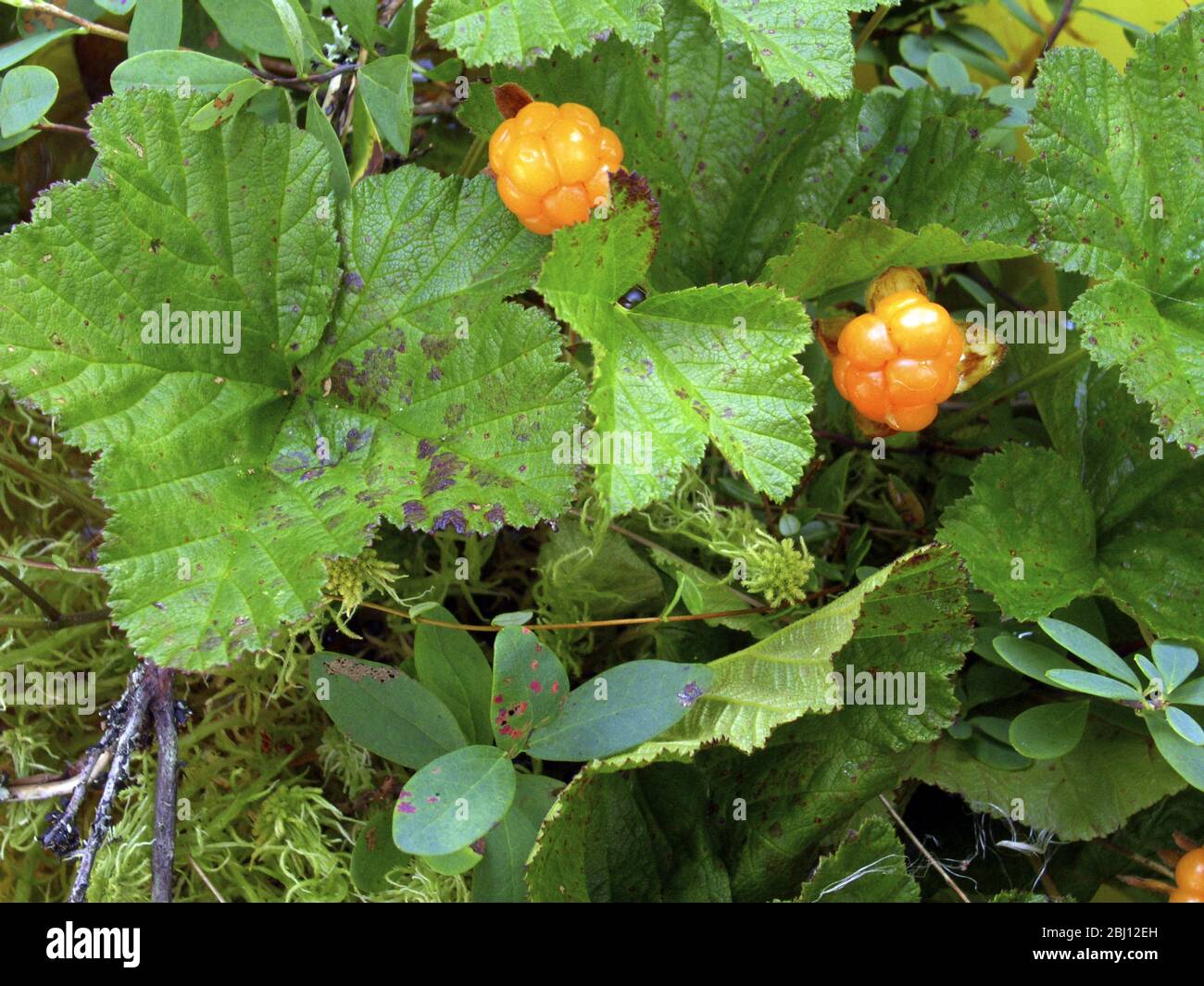 Chamaemorus High Resolution Stock Photography and Images - Alamy
