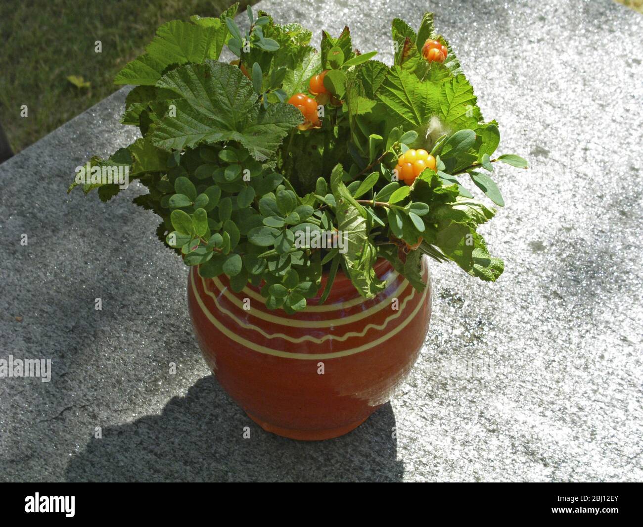 Chamaemorus High Resolution Stock Photography and Images - Alamy
