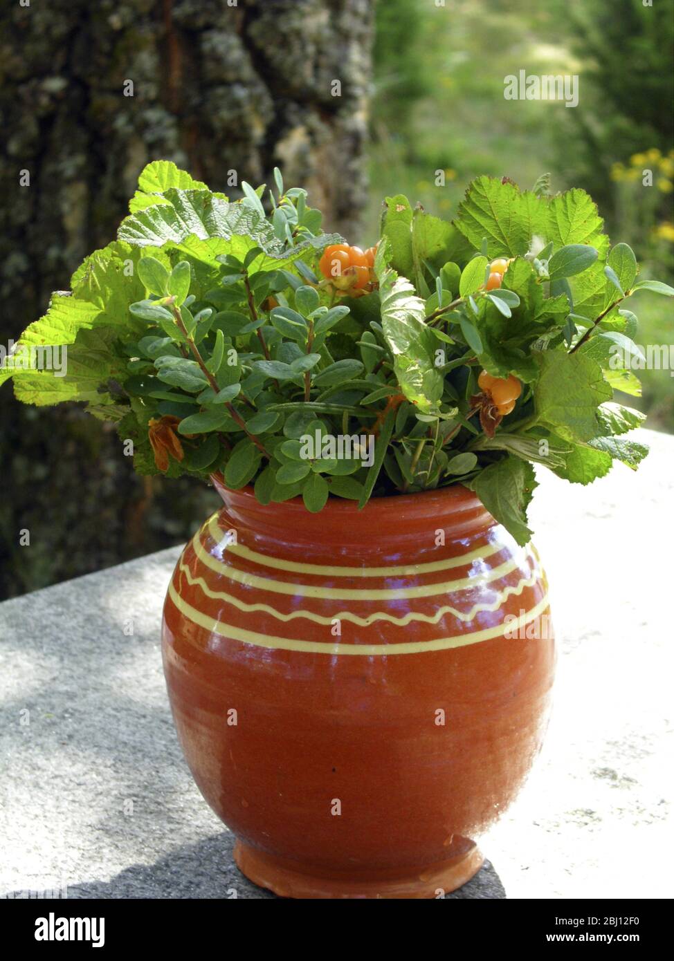 Chamaemorus High Resolution Stock Photography and Images - Alamy