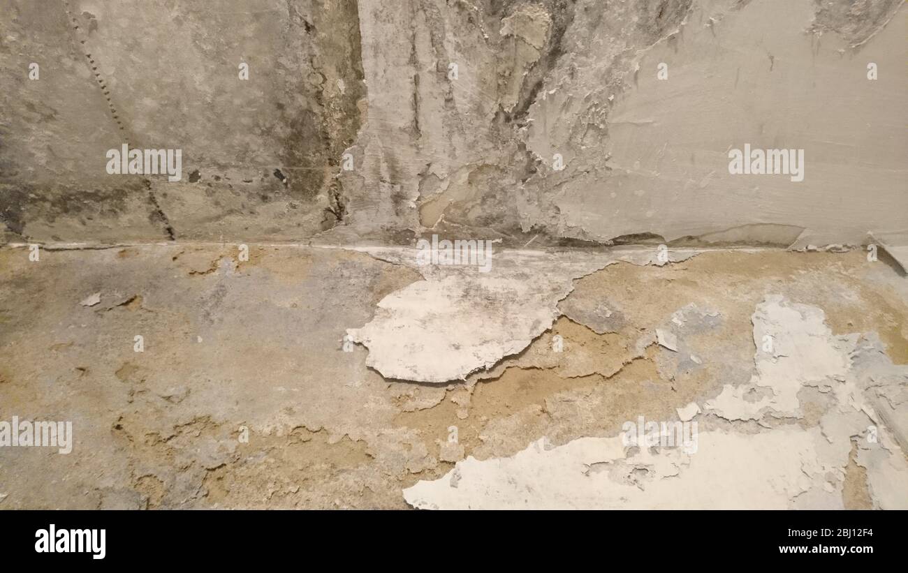 Old plaster covered with moss and mold falling off the red brick wall ...