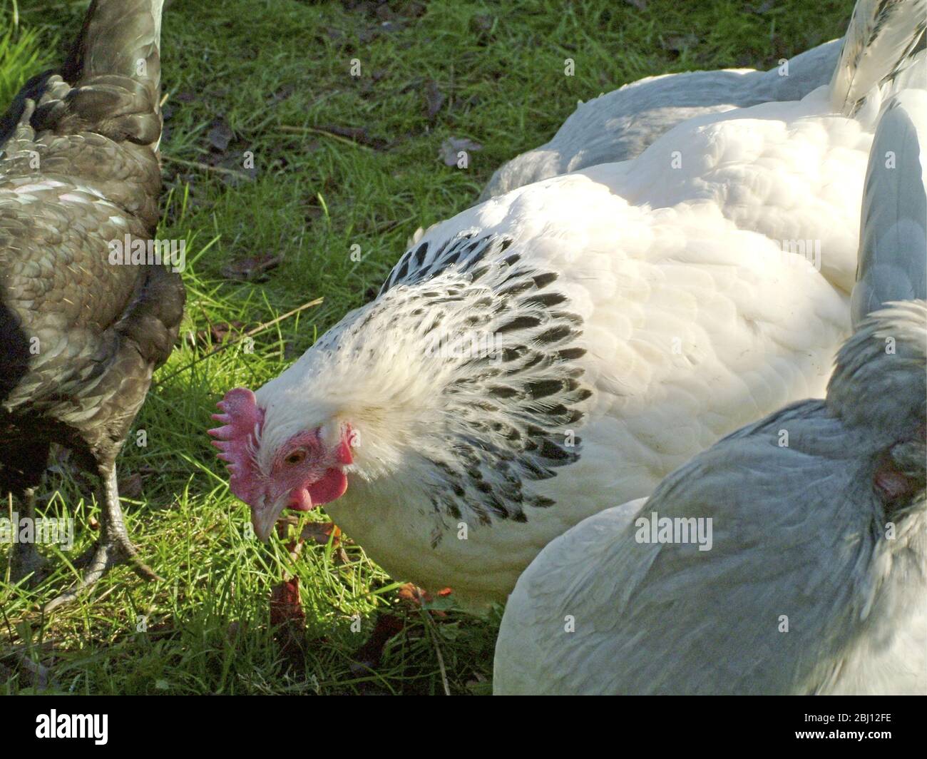 Chickens running free in garden Stock Photo - Alamy