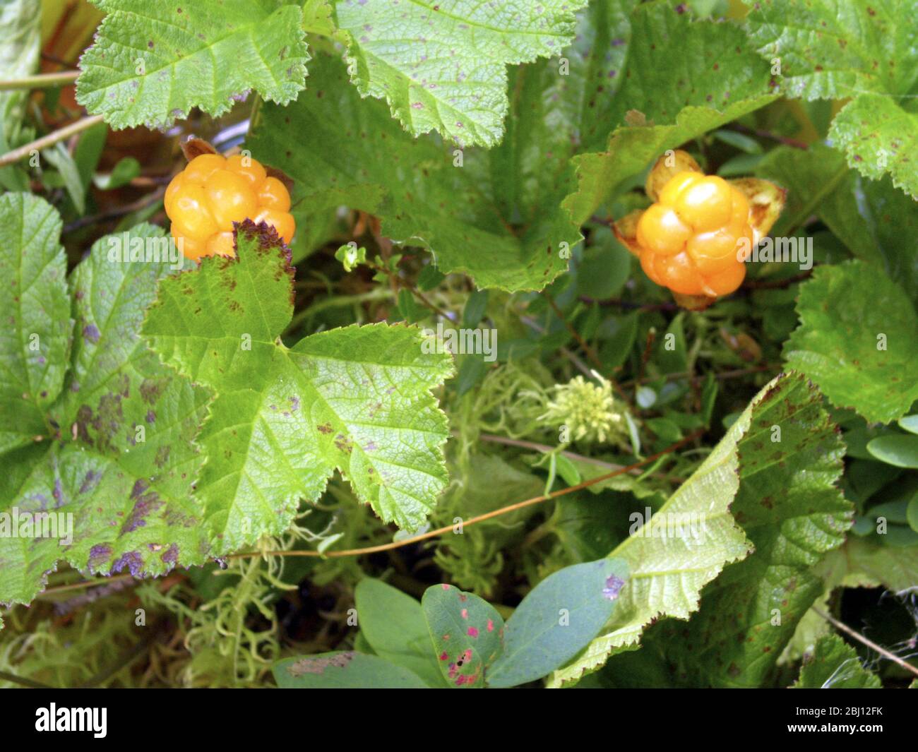 Chamaemorus High Resolution Stock Photography and Images - Alamy