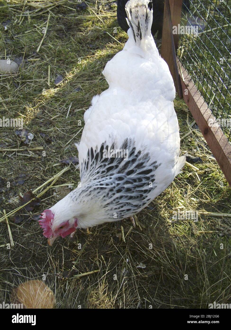 Free range chicken chickens hi-res stock photography and images - Alamy