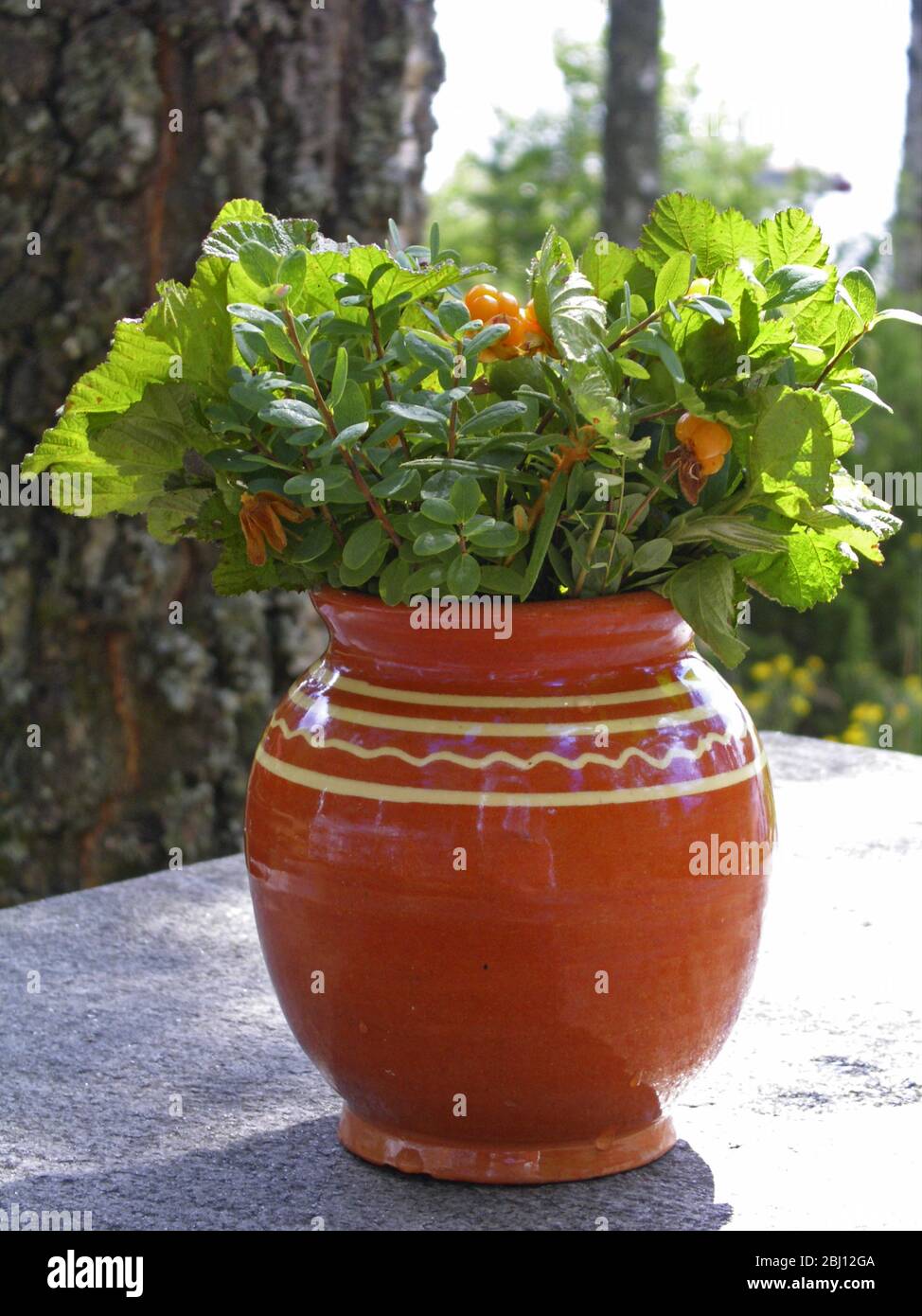 Chamaemorus High Resolution Stock Photography and Images - Alamy