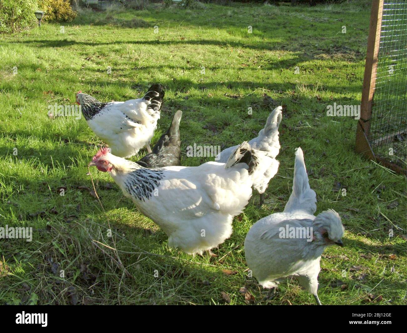 Chickens running free in garden Stock Photo - Alamy