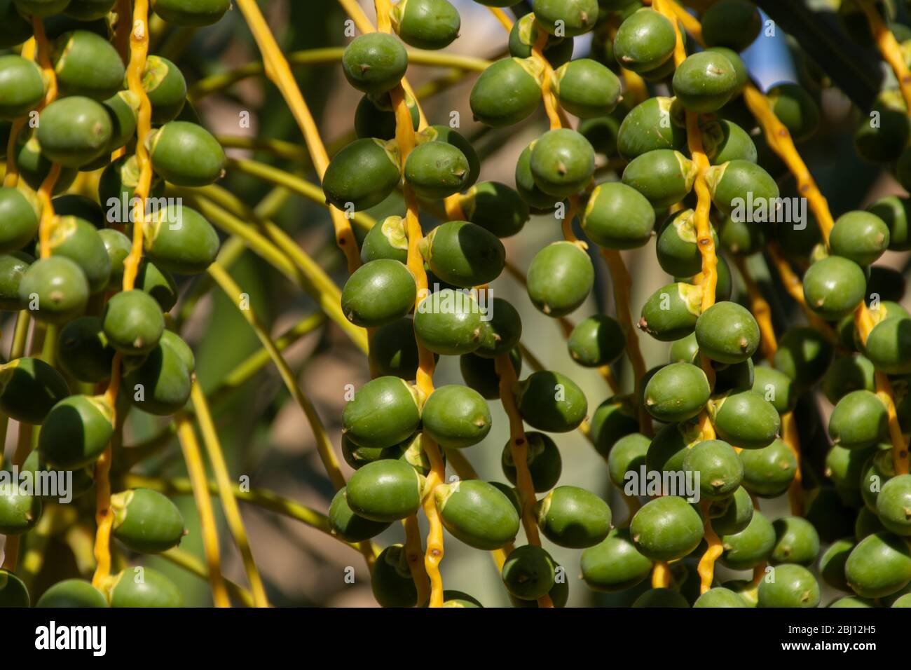 Saudi dates hi-res stock photography and images - Alamy