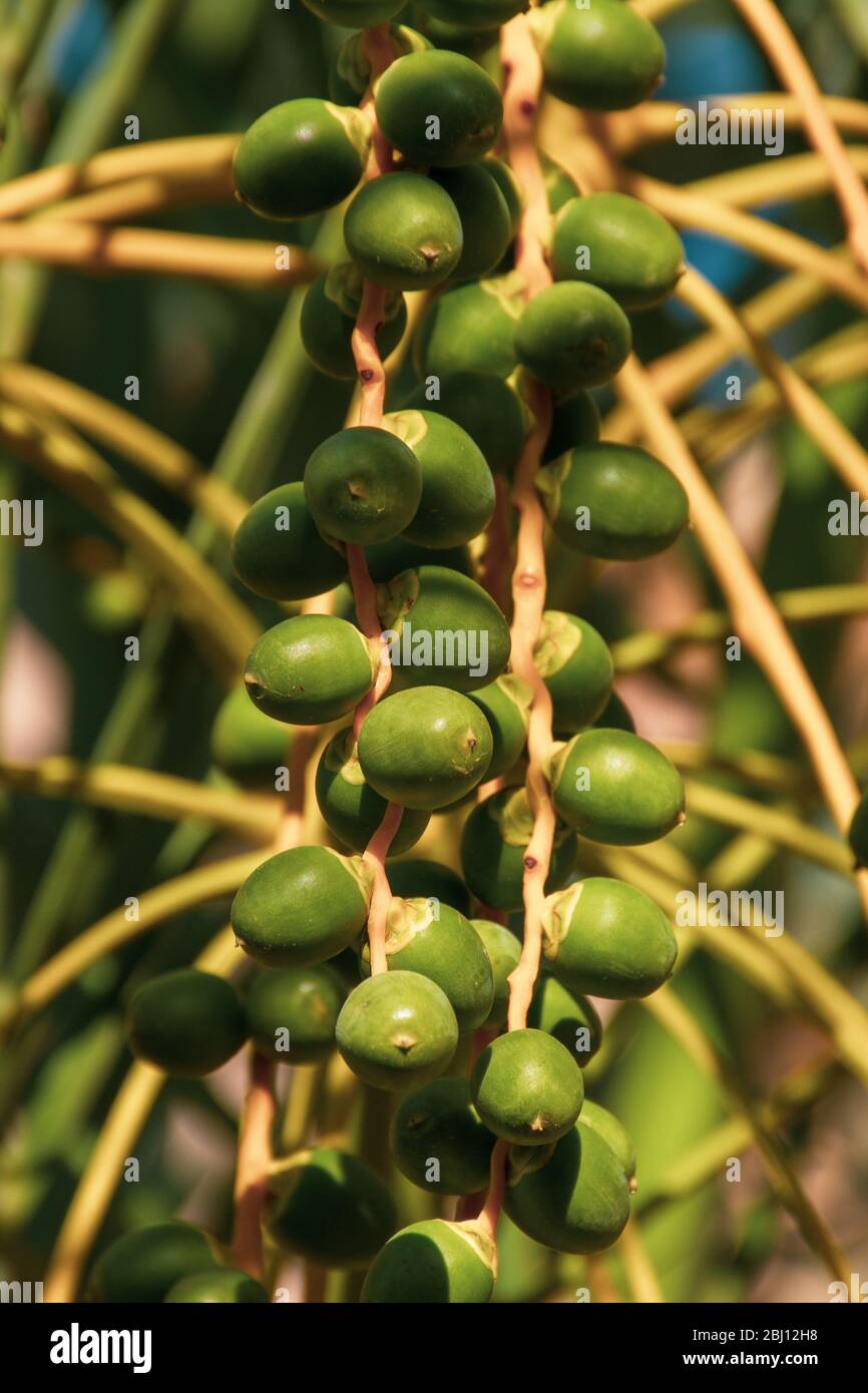 Dates close up growing on a tree in the MIddle East - United Arab ...
