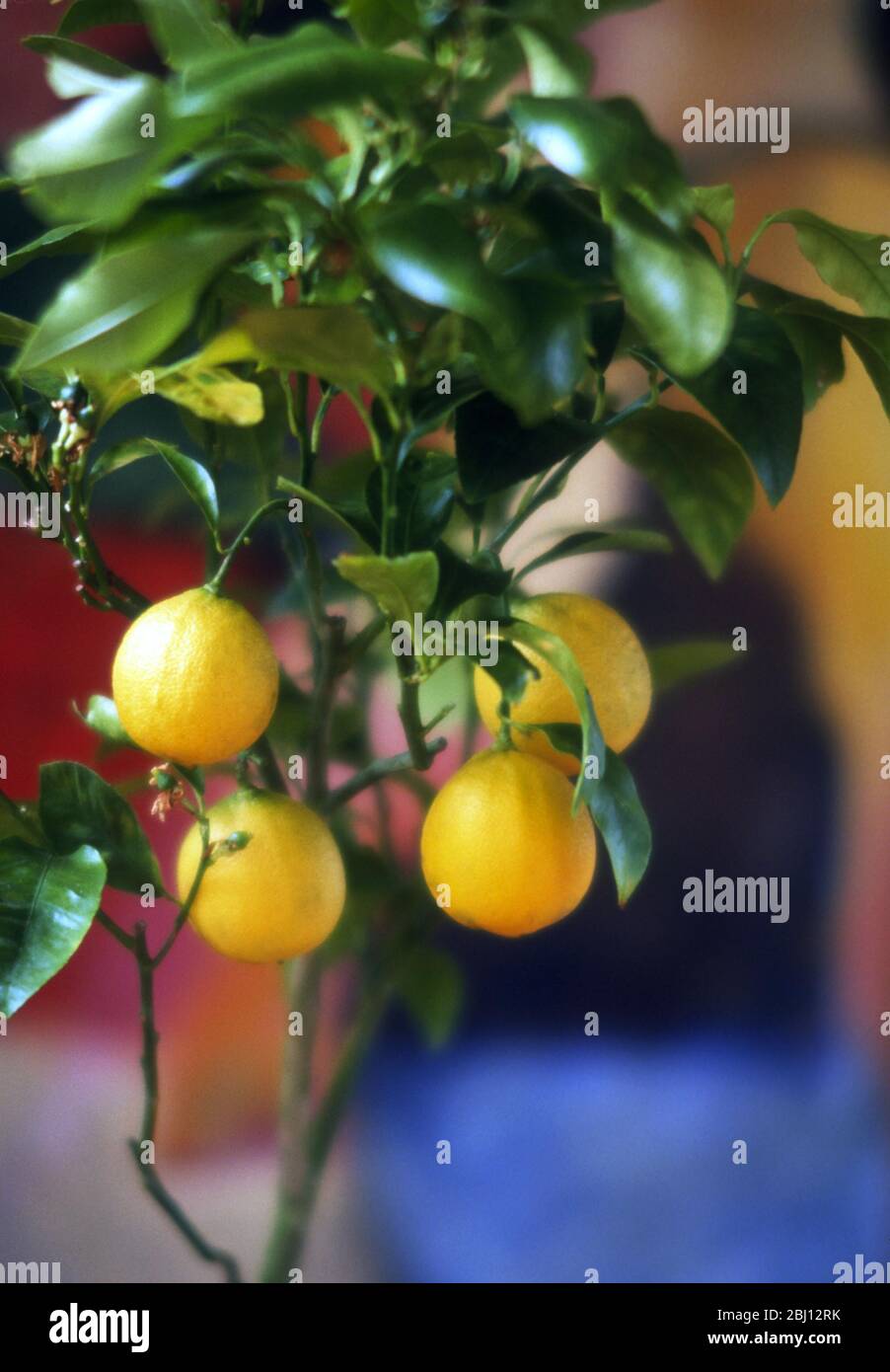 Lemon tree hi-res stock photography and images - Alamy