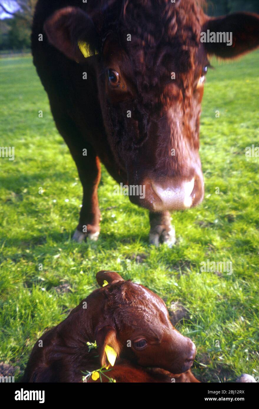 Cow and new calf Stock Photo - Alamy