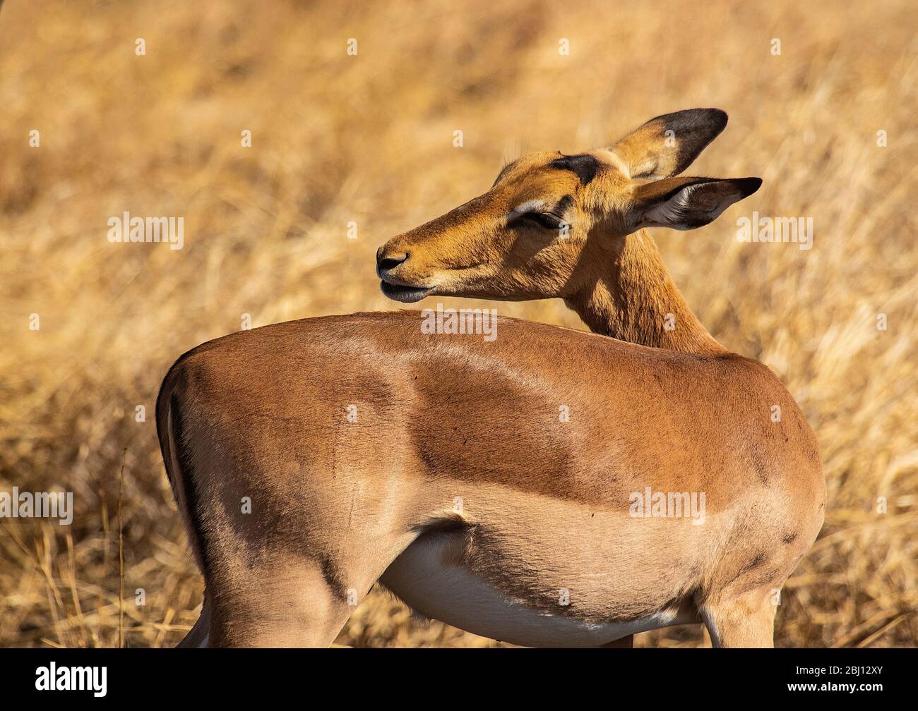 Female of Impala (Aepyceros melampus) , Kruger National Park, South ...