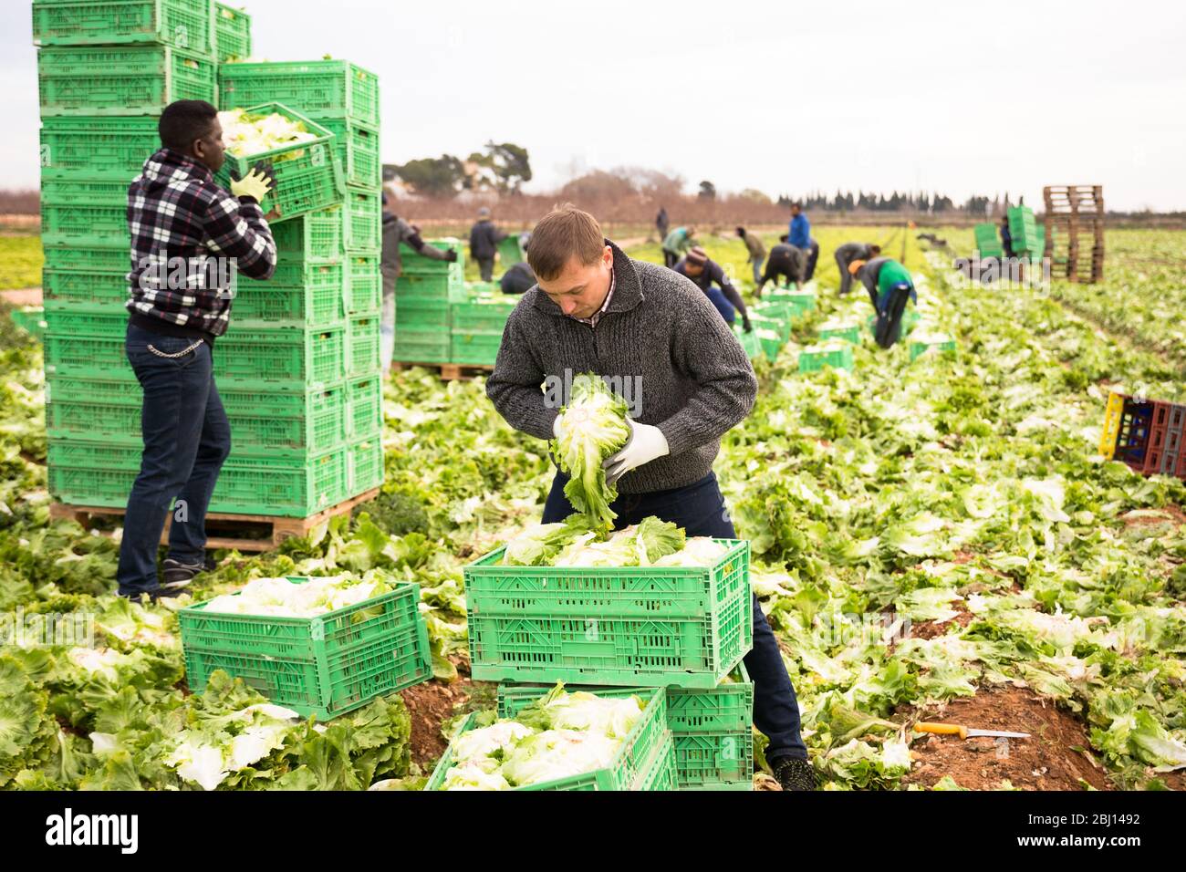 Male workers on the field stack lettuce in boxes Stock Photo - Alamy
