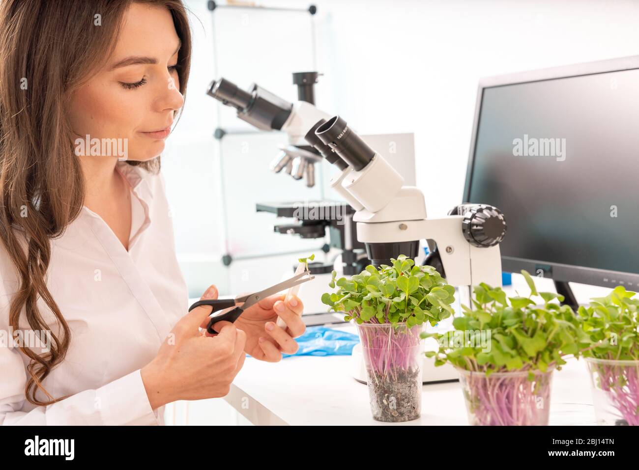 Inspection of the quality of agricultural seeds. Checking the quality ...