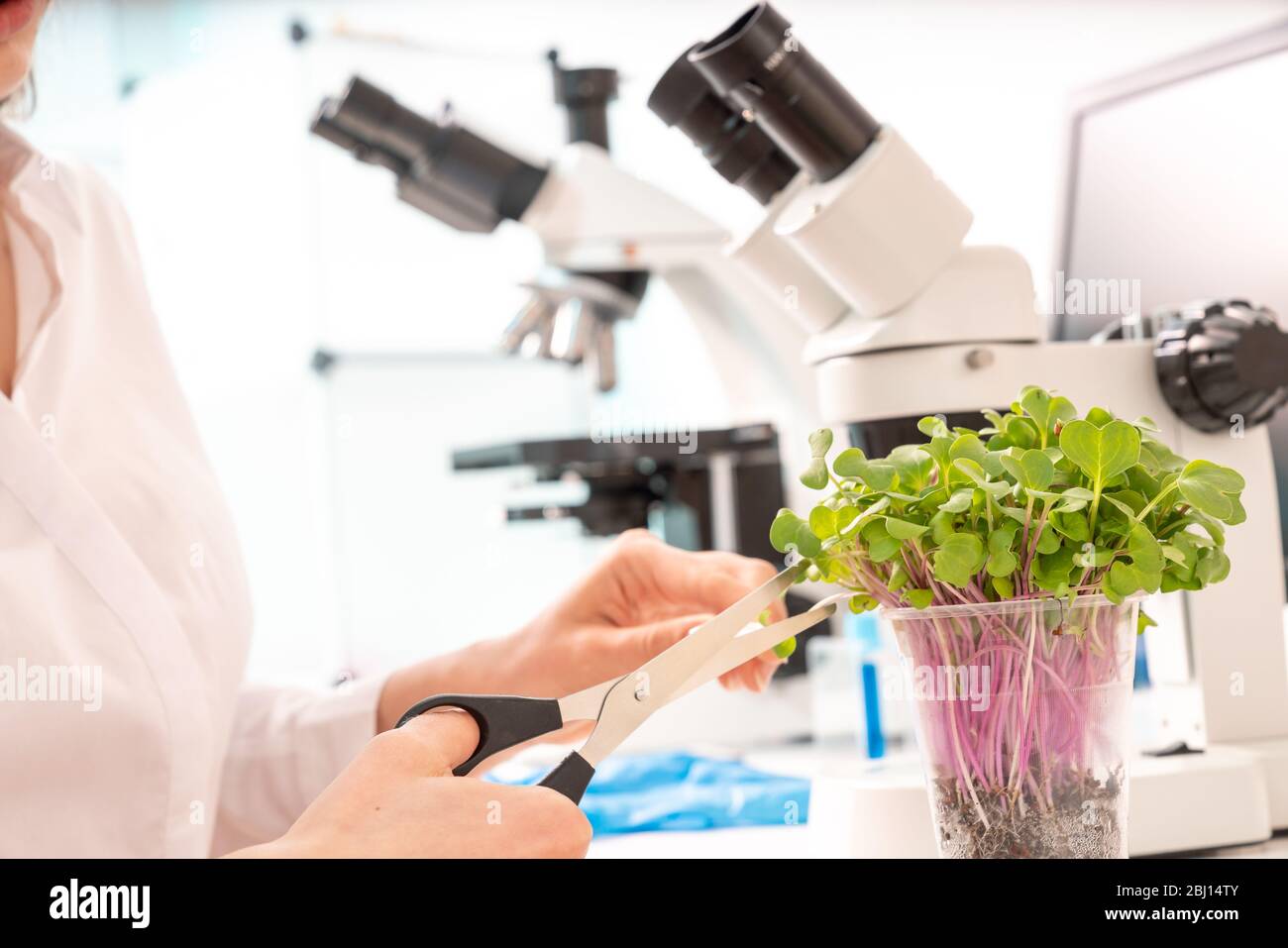 Inspection of the quality of agricultural seeds. Checking the quality ...