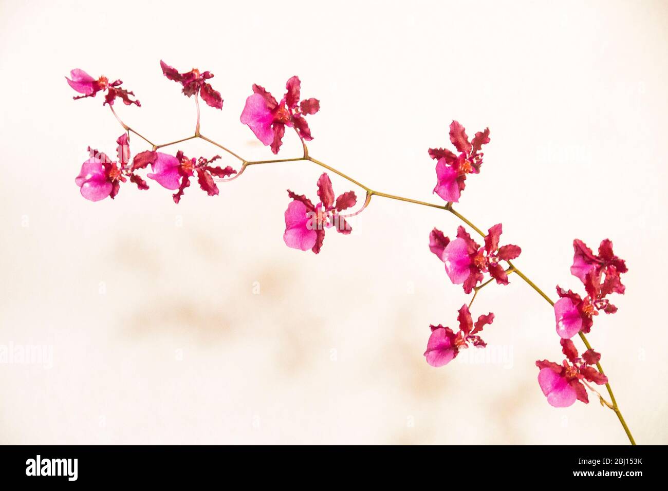 Pink oncidium orchid in flower on white backdrop Stock Photo - Alamy