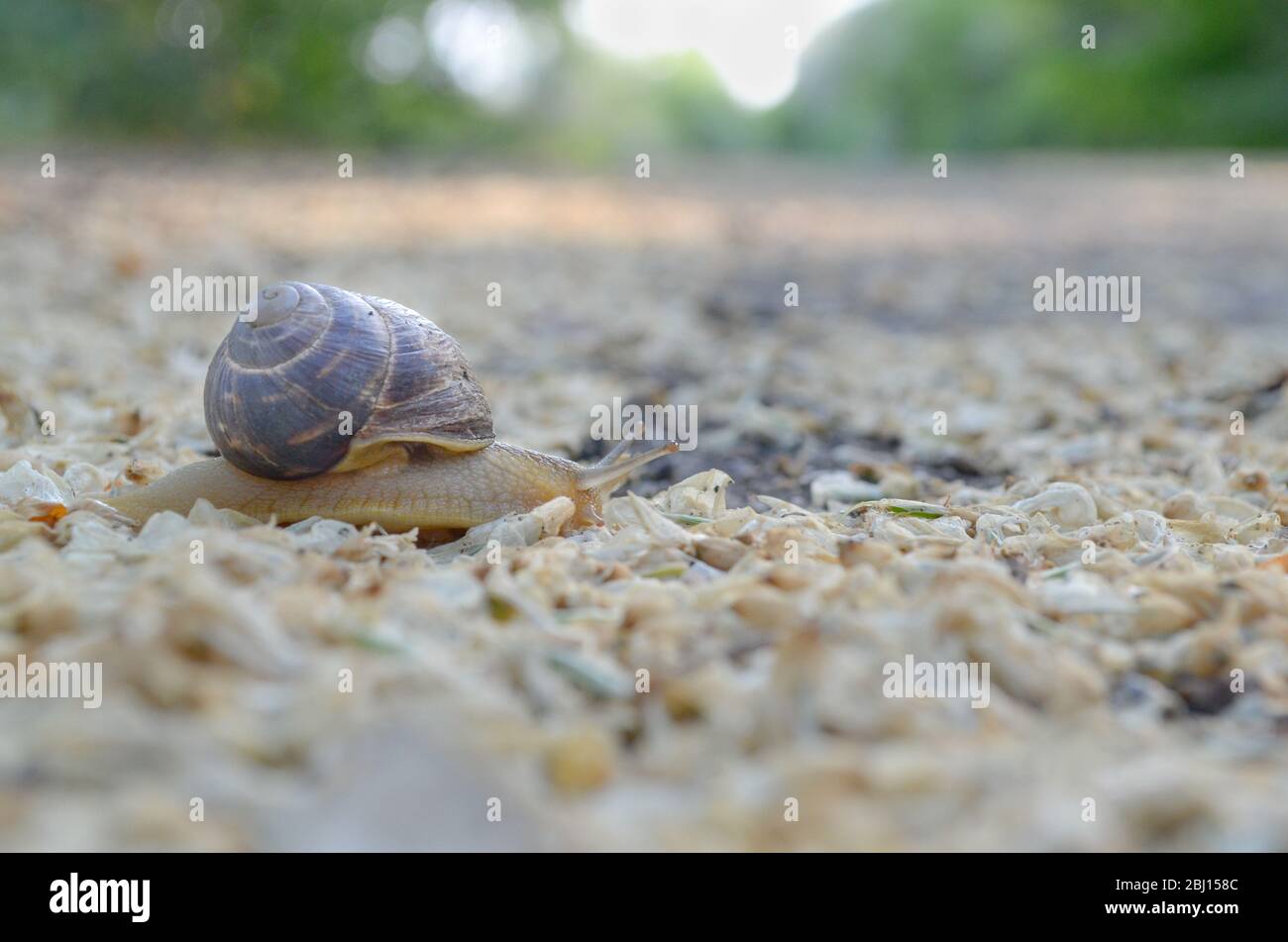 snail moving on the road Stock Photo - Alamy