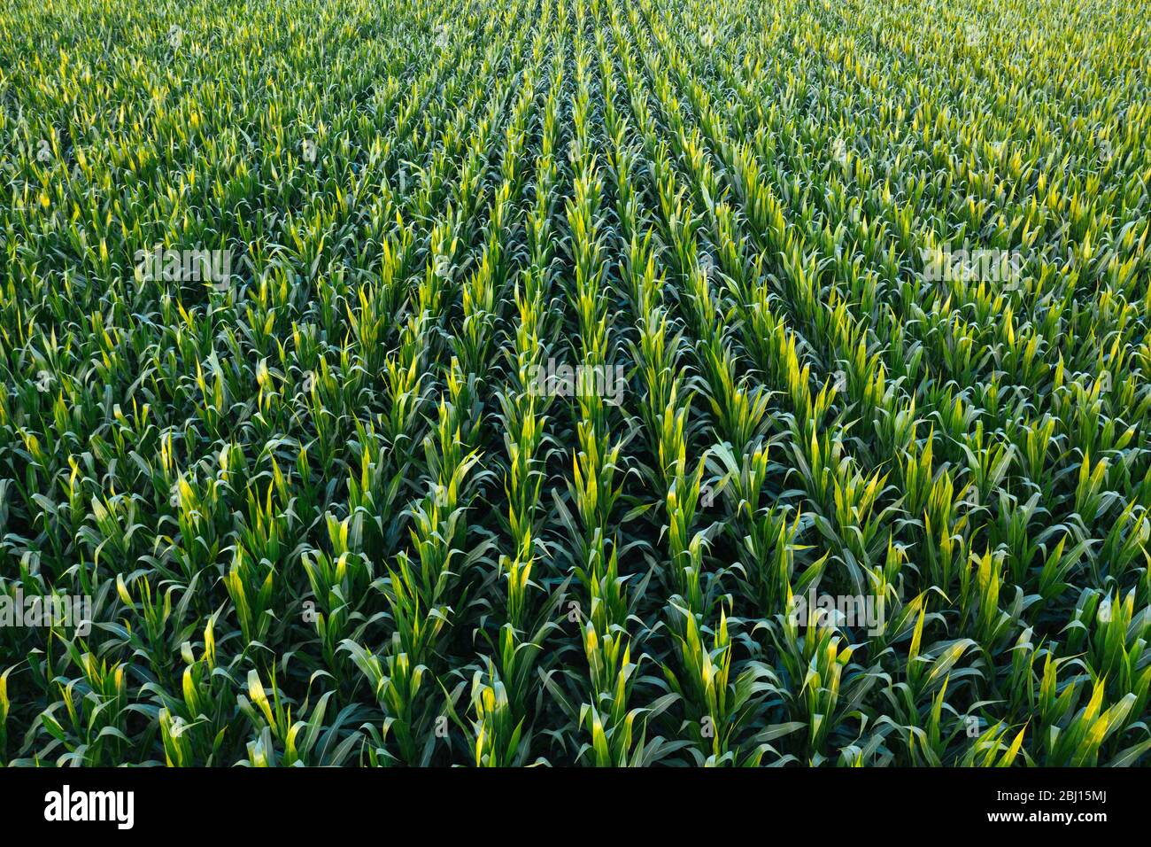 Aerial view of green corn crops field from drone pov Stock Photo - Alamy