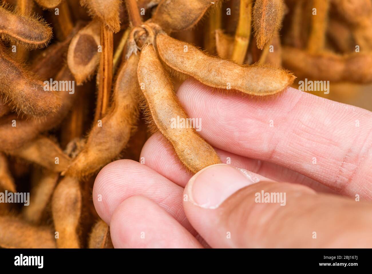 Soybean plant on farmer field hi-res stock photography and images - Alamy