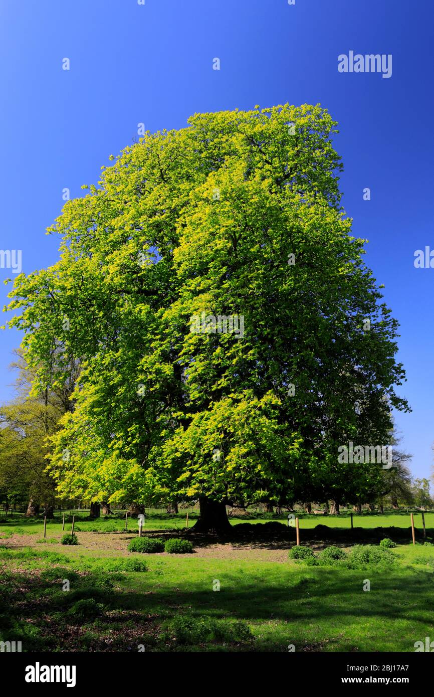 Horse Chestnut tree at Burghley house, Elizabethan Stately Home on the ...
