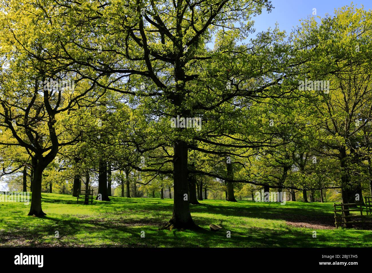 Ancient oak trees at Burghley house, Elizabethan Stately Home on the ...