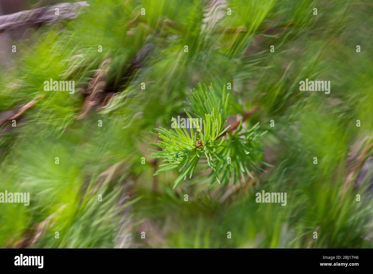 Larch leaf branches moving in hi-res stock photography and images - Alamy